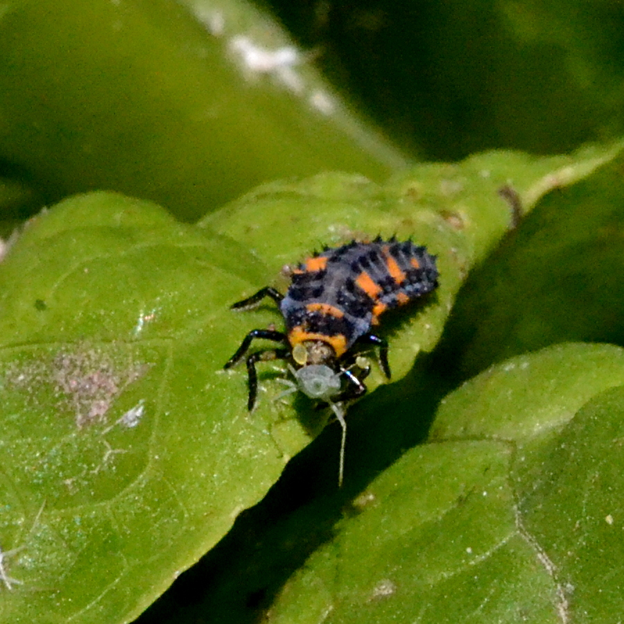 Lazy Gardening: How to Grow your Own Ladybugs in 6 Easy Steps