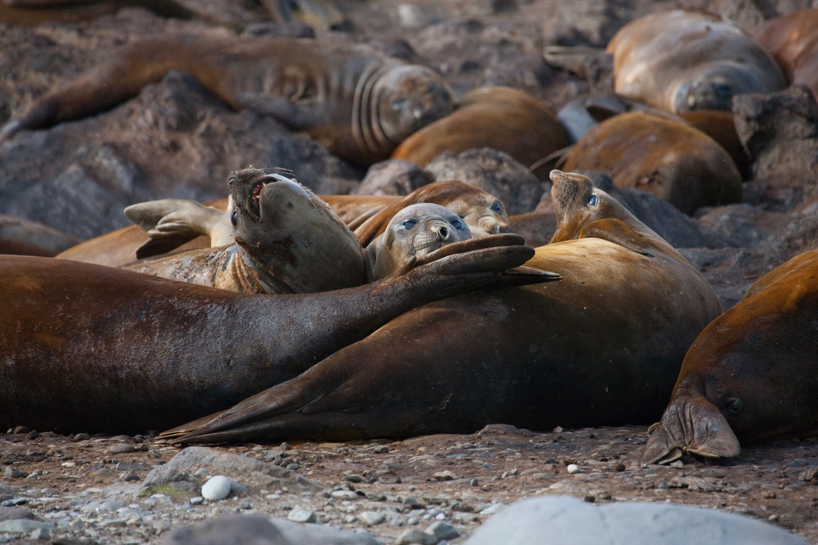 Garden Birds and other sightings...: Antarctica - Turret Point