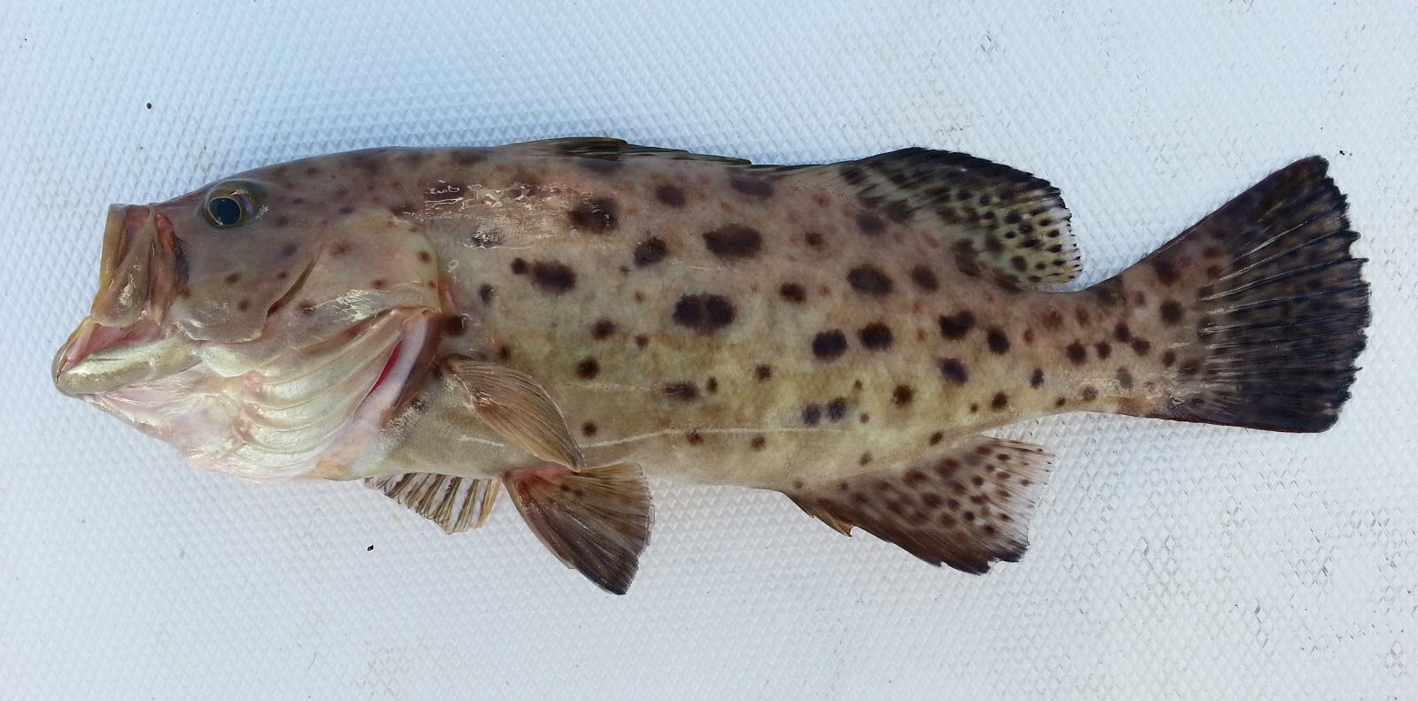 Something FISH-y about it