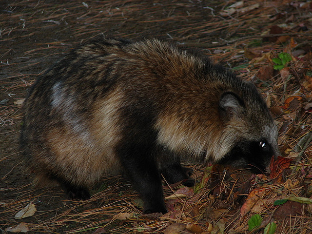 Wildlife Monthly: The Raccoon Dog