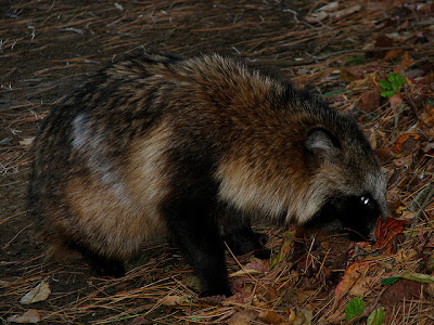 Wildlife Monthly: The Raccoon Dog