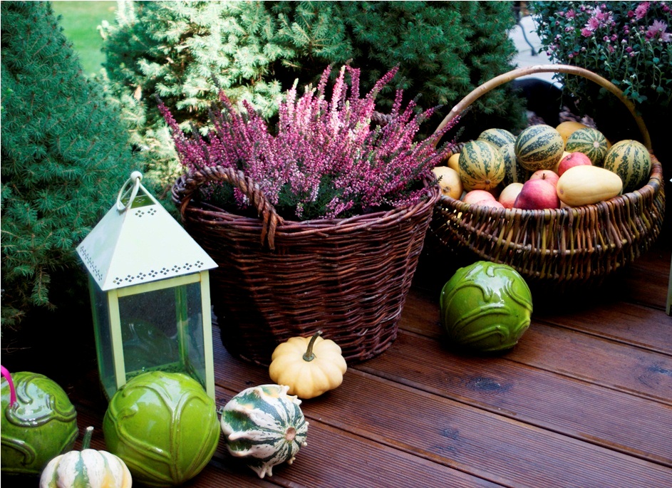 na Czterech Wiatrów: Jesienne dekoracje - dynie, wrzosy i chryzantemy