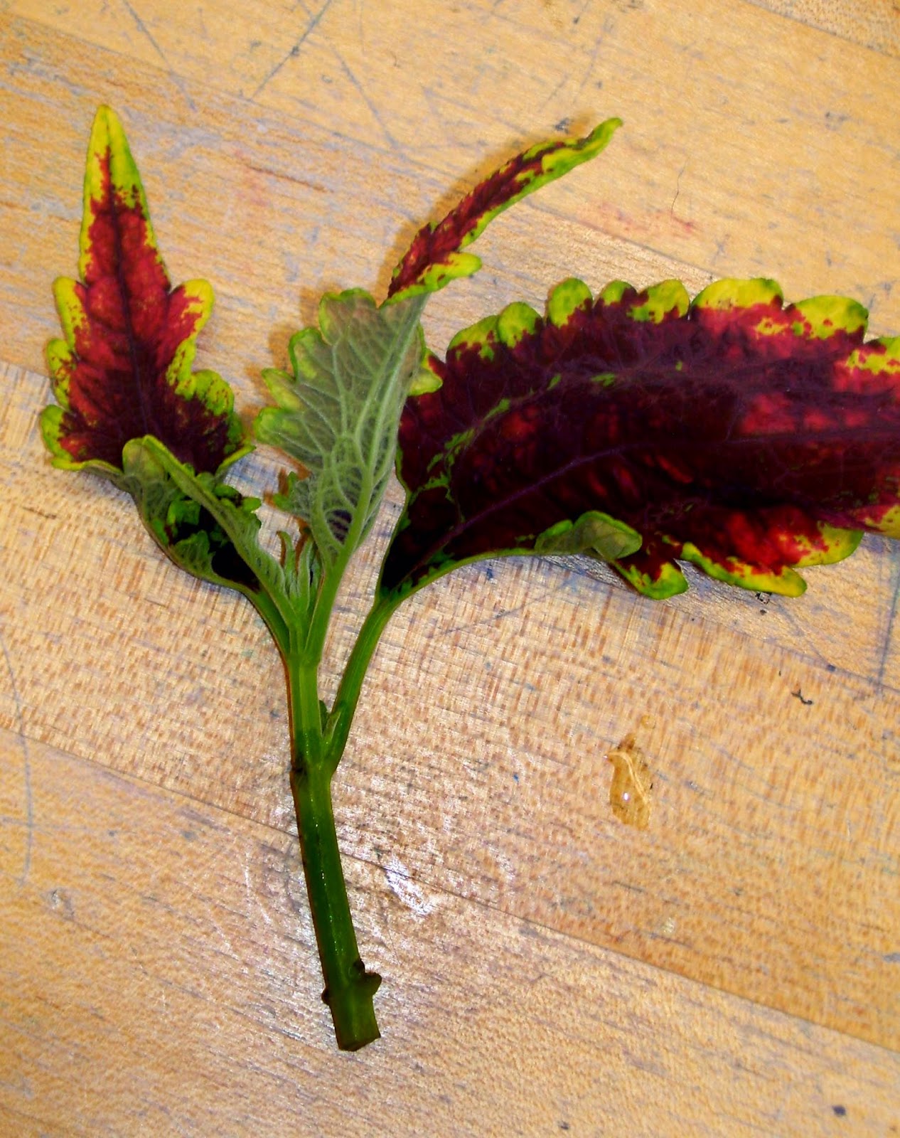 Katie's Farm: How to Root Geraniums & Coleus