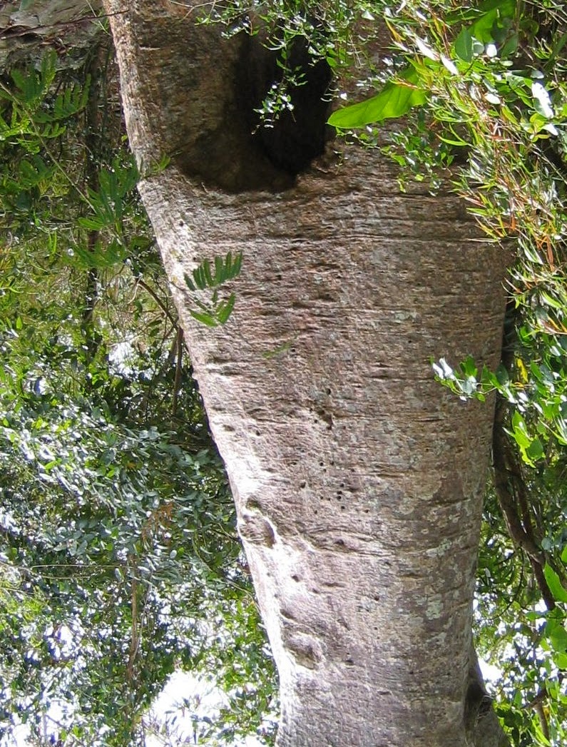 Connecting with Nature: At the Base of the Baobab Tree