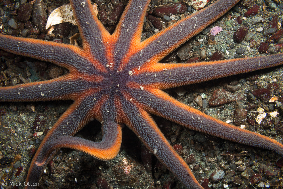 Mick's marine biology: Sea stars of Vancouver Island - part 1