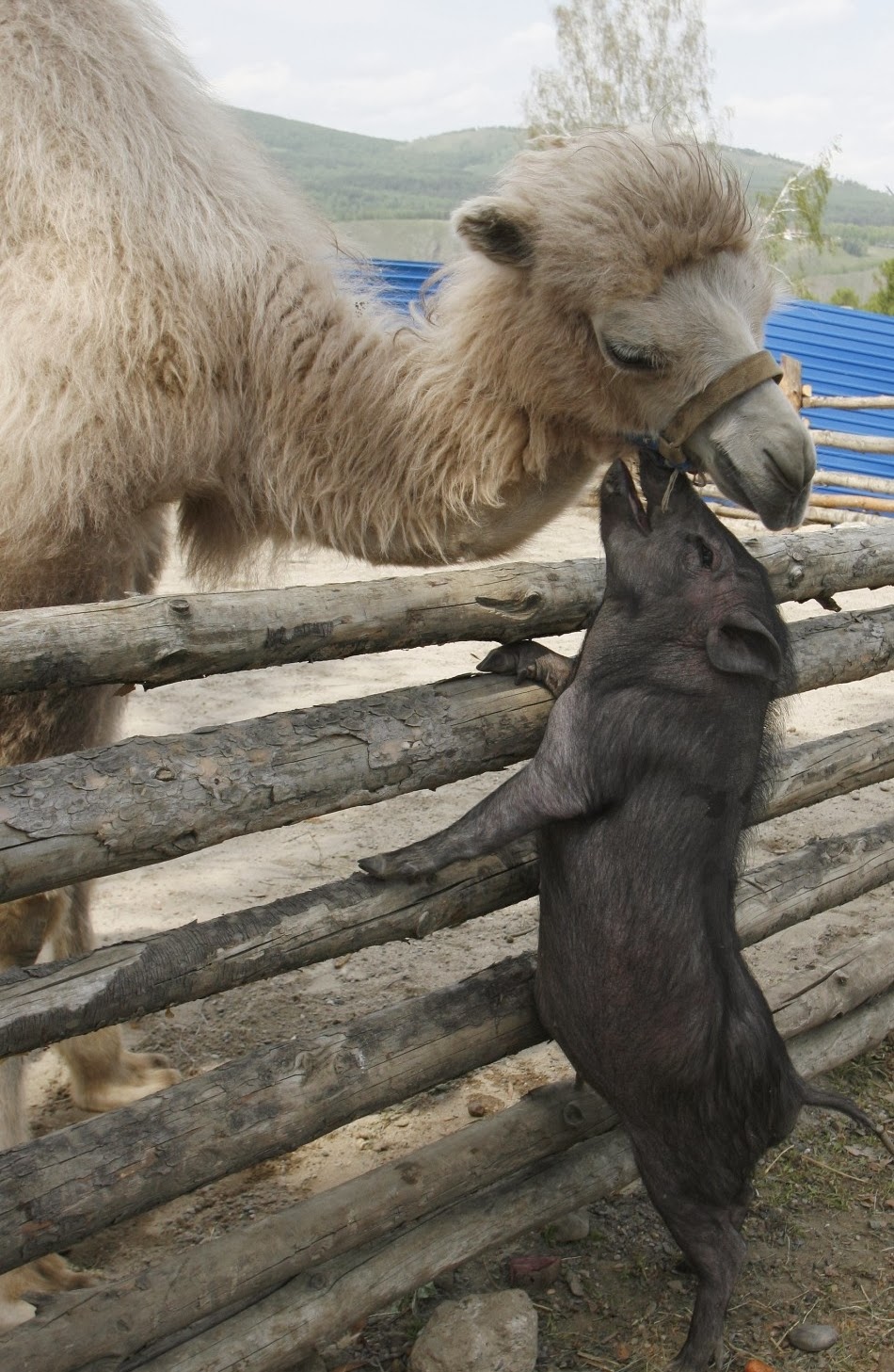 67 Not Out: More Animal Love