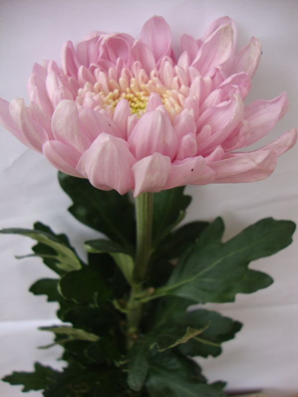 Bunga Krisan Nongkojajar: Aneka Macam Bunga Krisan