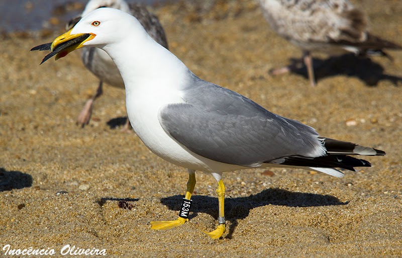 Birds of Portugal: Gaivota-de-patas-amarelas / Yellow-legged Gull ...