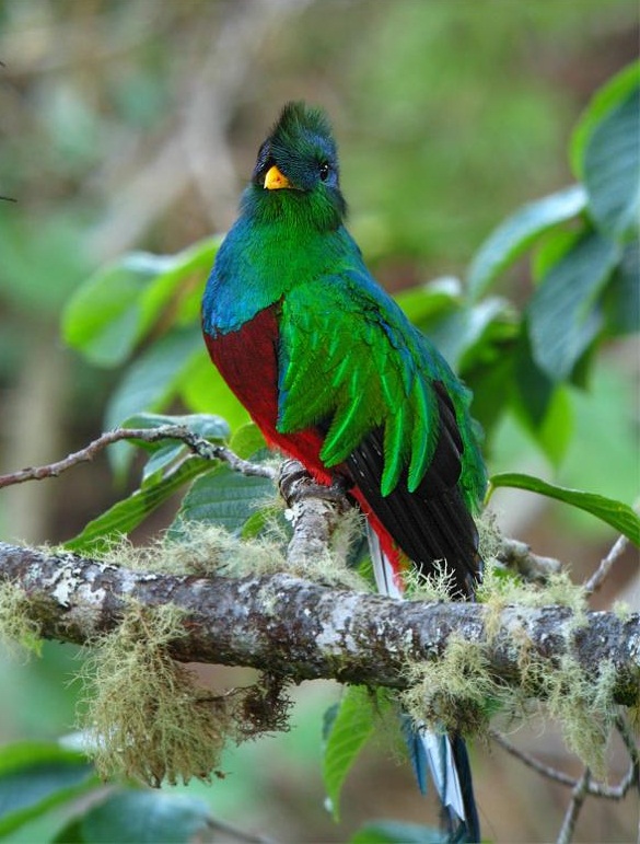Quetzal