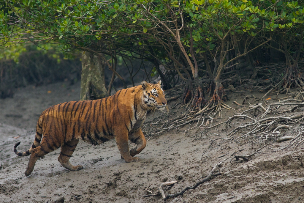 Indian Sundarban: An in-depth understanding: Epic tiger sighting at ...