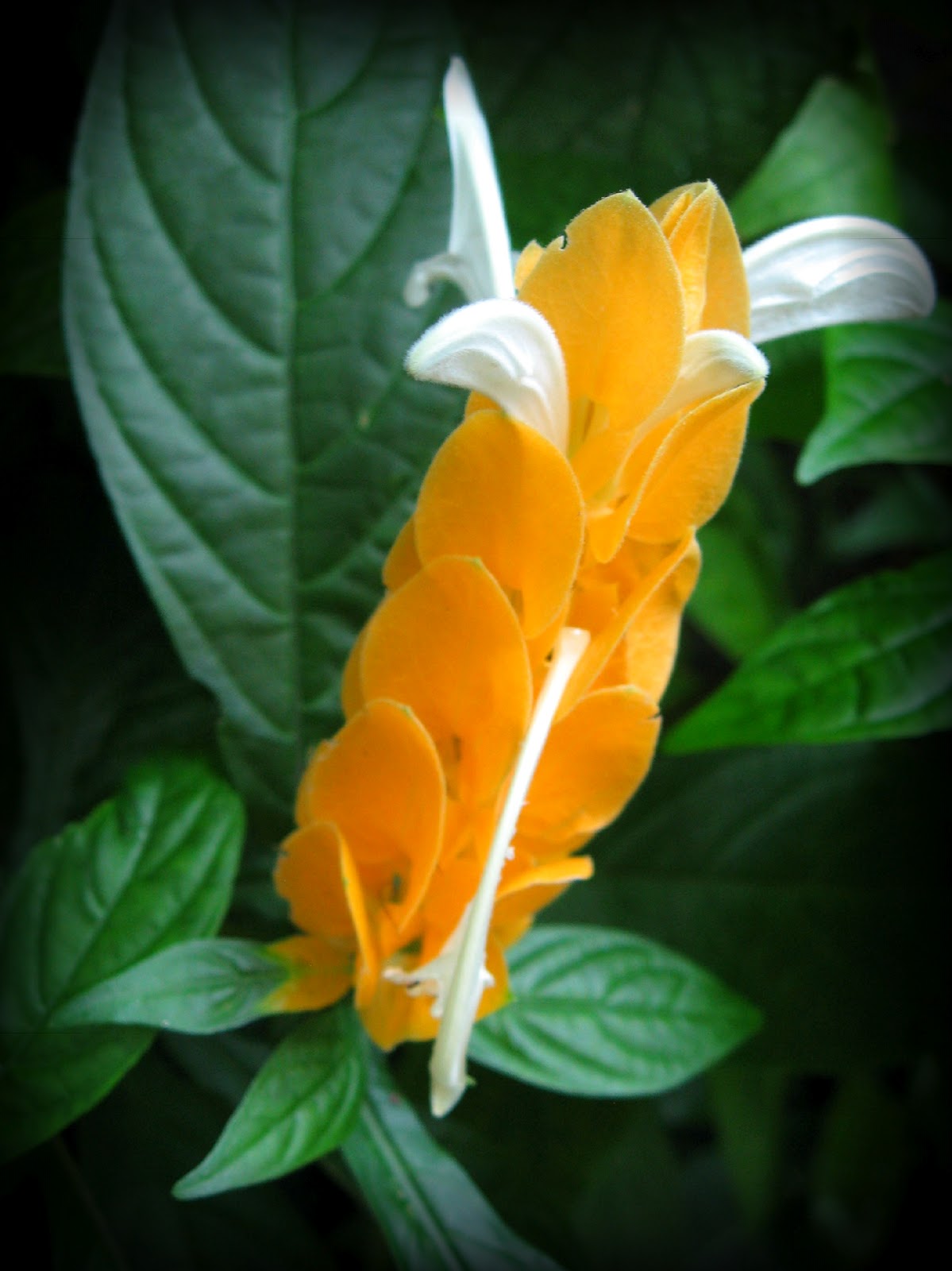 the feather files: St. Louis Site: Missouri Botanical Gardens Climatron