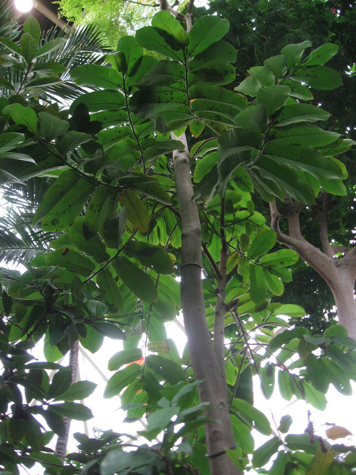 REPTIRE: Reptire Meets A Rubber Tree