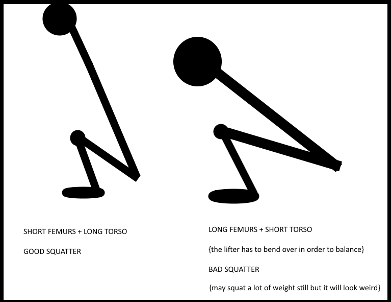 Kinesiology & Sport Review: How Body Proportions Influence the Squat