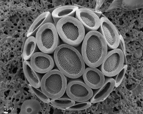 Over The Hills And Far Away: Cocolitofóridos y sus curiosas estructuras.