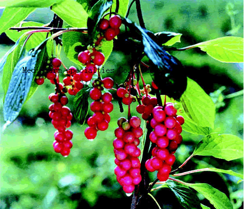 Schisandra