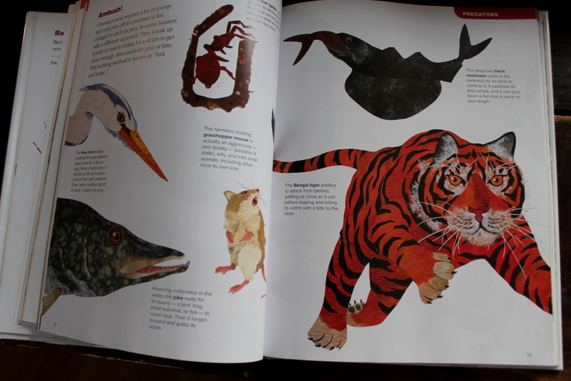 Books and Umbrellas: The Animal Book by Steve Jenkins