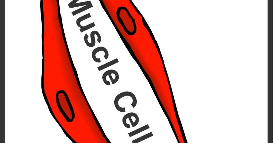 Research on Muscle Weakness in Down Syndrome | Your Therapy Source ...