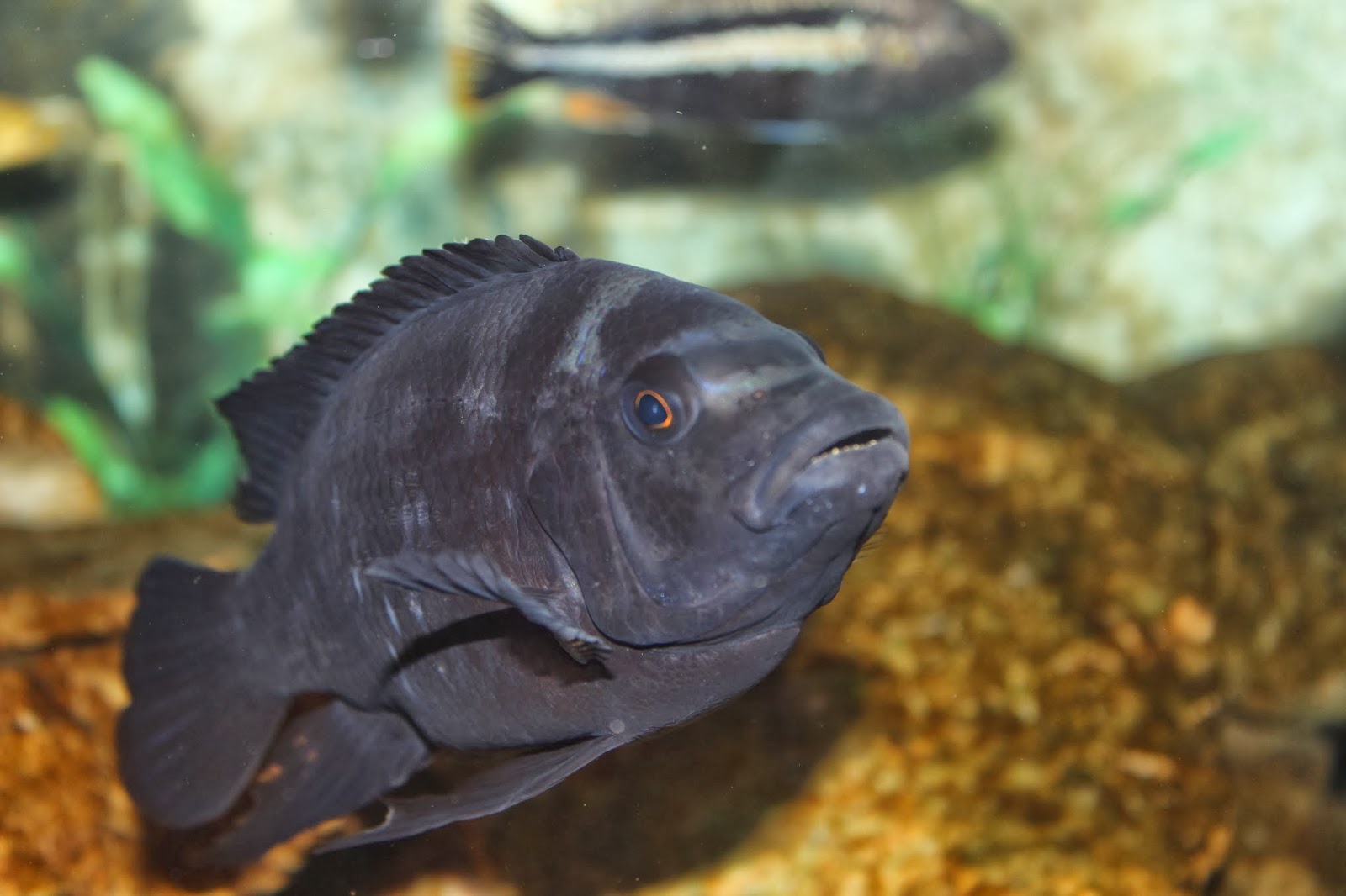 Amazing Fish: Pseudotropheus Crabro