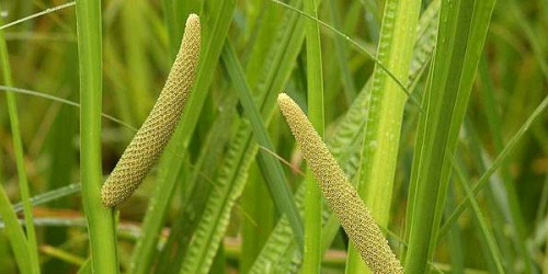 BlogIEP Integridade do Evangelho na Pregação: Botânica de Deus: Cálamo