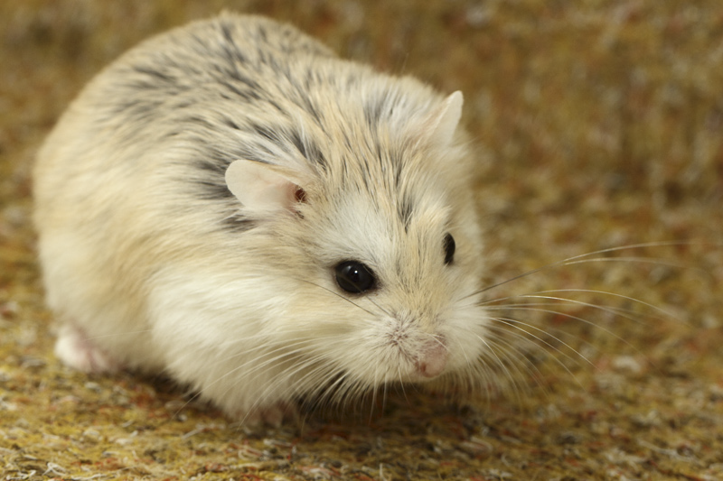 Mutasi Warna dan Corak Hamster Roborovski (Phodopus Roborovskii)