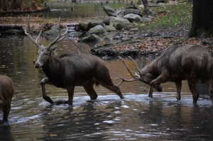 pianogonzology: Elk Run