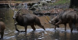 pianogonzology: Elk Run