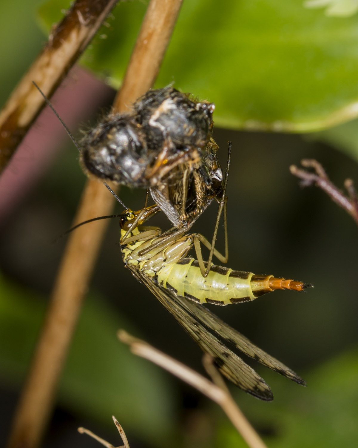 East Glamorgan Wildlife: Scorpion Fly taking lunch