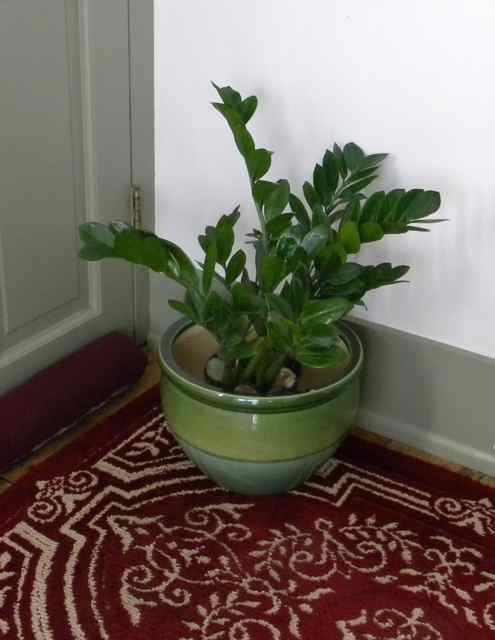 Pam's English Cottage Garden: The Easy Zeezee Plant - for GBBD