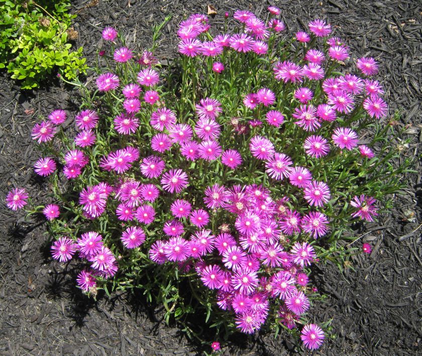 Future Plants by Randy Stewart: Delosperma - Ice Plants