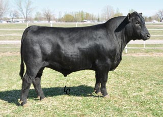 The GENEX Blog: Angus EPD Highlights