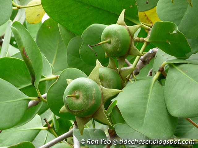 tHE tiDE cHAsER: Perepat (Sonneratia alba)