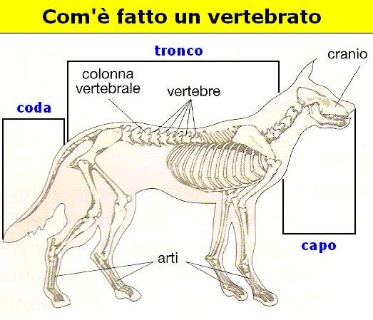 Stecca impara l'arte - ITALIANO PER STRANIERI: 181 - Le parole delle ...