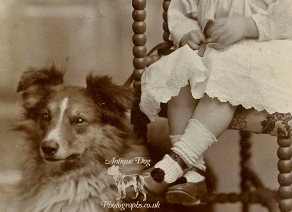 The Antique Dog Photograph Gallery: Winifred & Her Rough Collie