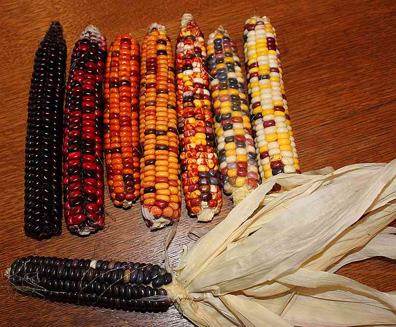 Easy Living the Hard Way: Painted Mountain Corn