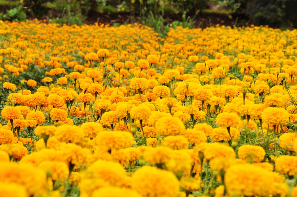 ร้าน PP Flowers ดอกไม้ประดิษฐ์ ดอกไม้ปลอม 02-6231964,099-1166698: ดอก ...