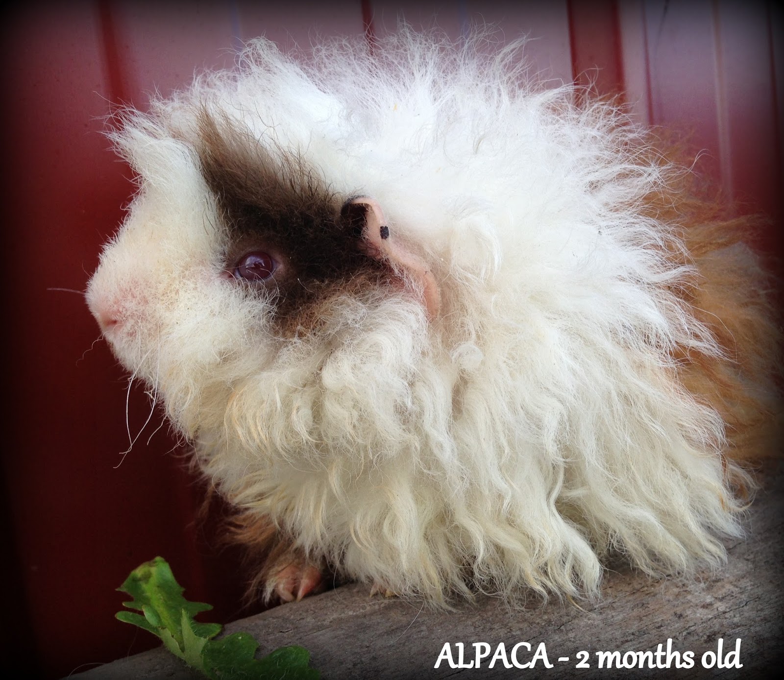 All Things Guinea Pig: Pigs available for adoption