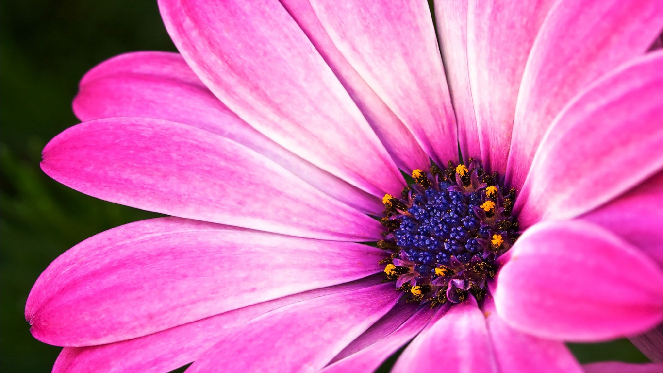 Flores Wallpapers | Flores wallpapers - Fondos de pantallas de Flores