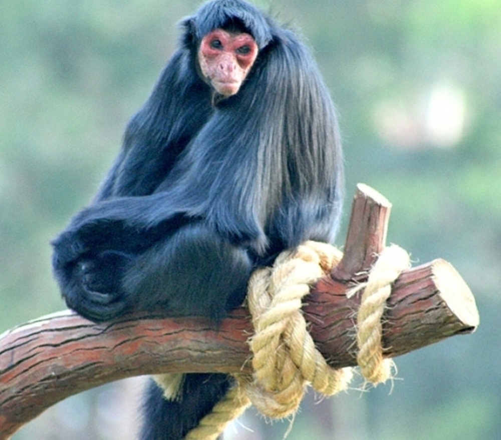 Blog do Edu Ambiental: Macaco aranha preto