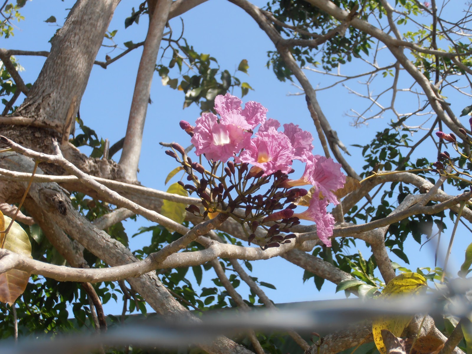 Flora de Puerto Rico Ilustrada Papo Vives: ROBLE VENEZOLANO TABEBUIA ROSEA