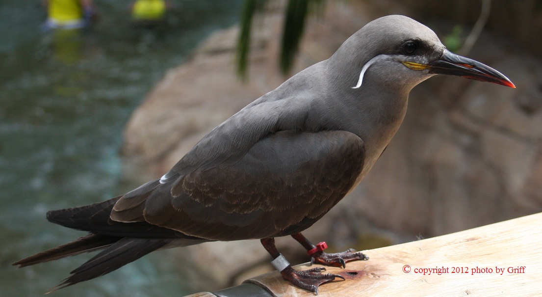 Griff's Bird Photos: Tern (Inca)