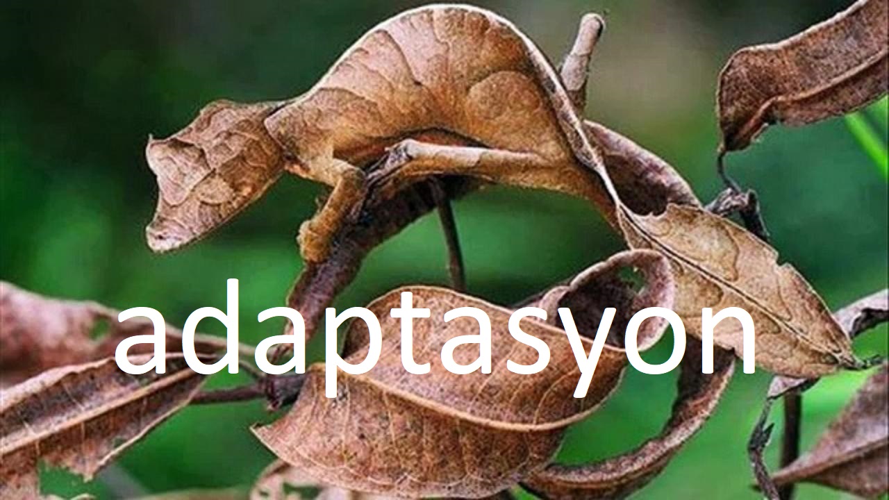 adaptasyon - BilginCin