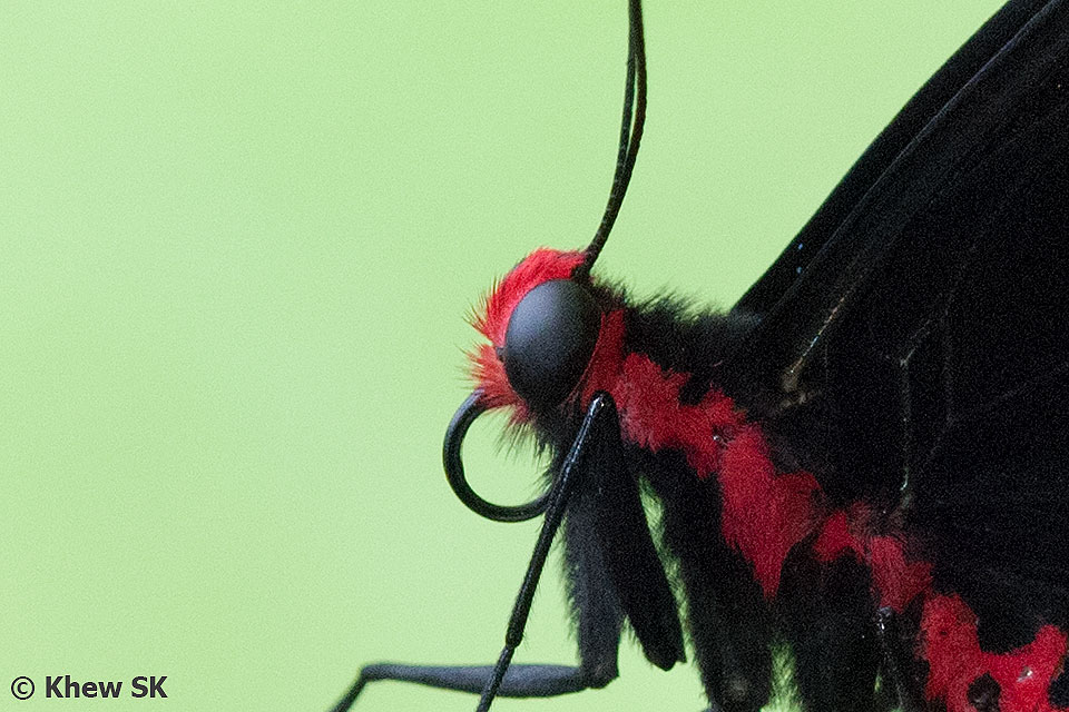 The Butterfly Labial Palps | Butterfly