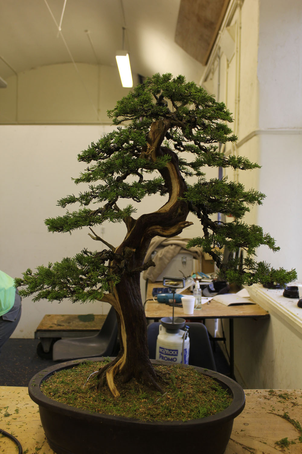 wildwoodbonsai: Paul Finch demo at Bonsai Wales 2012