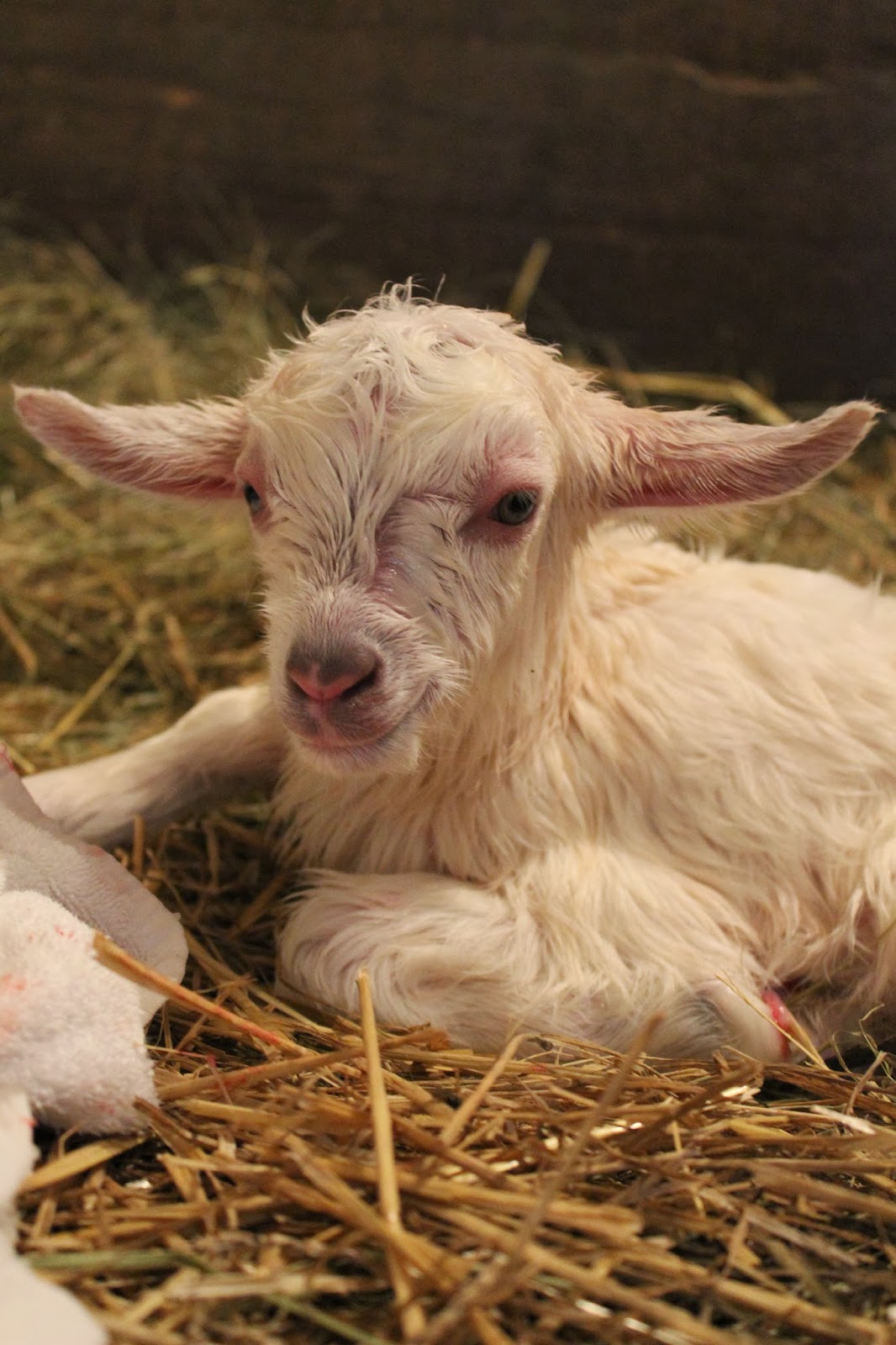 Ohio Thoughts: Goat Birthing