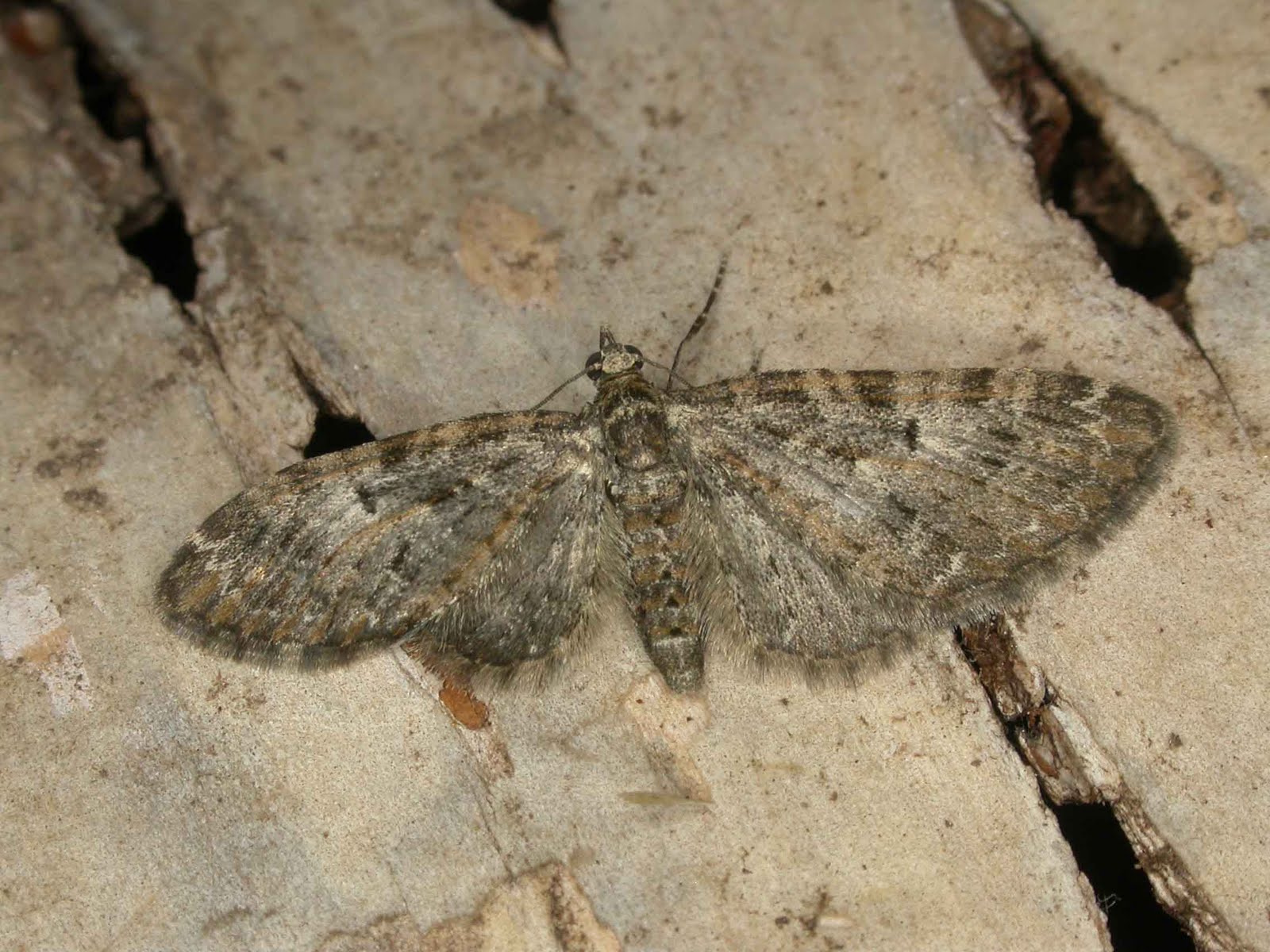 Darley Dale Wildlife: Oak-tree Pug