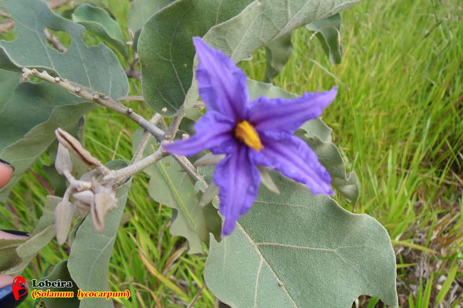Unaienses: FLORA MEDICINAL - A Lobeira e suas propriedades medicinais ...
