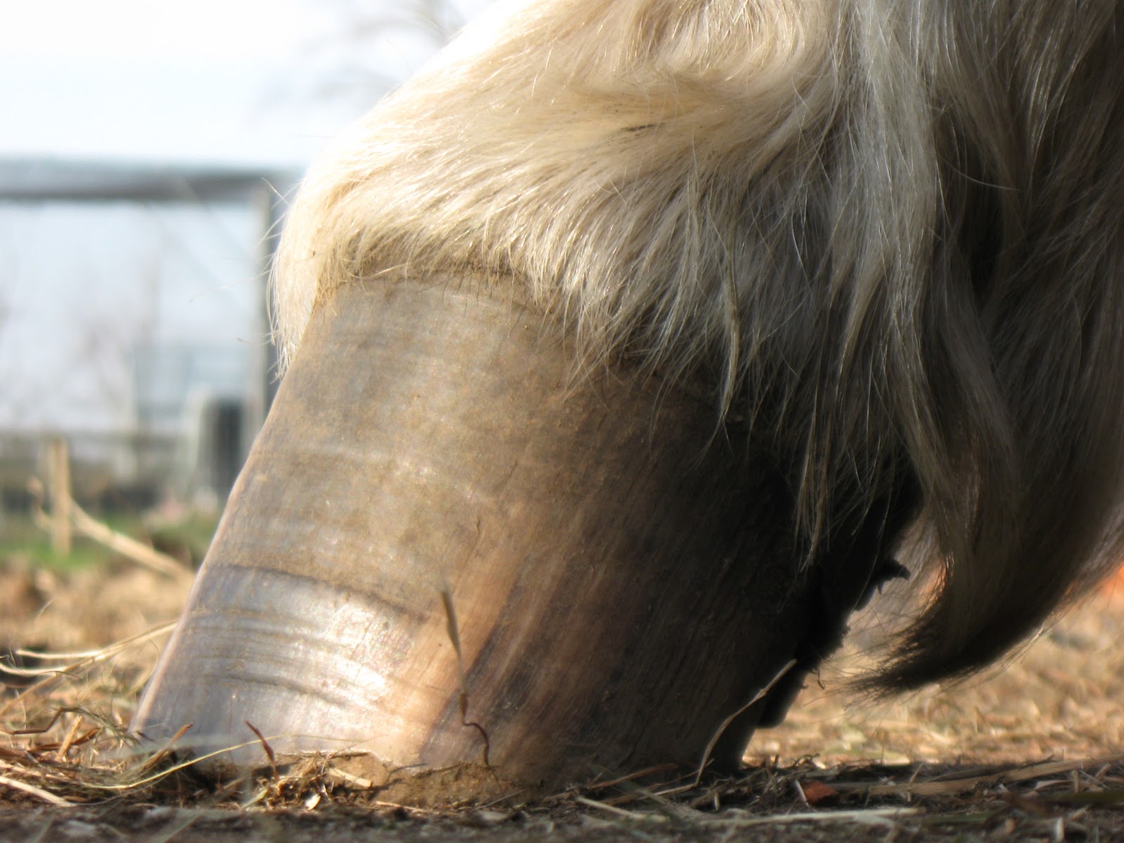 soundandshoeless: What Hoof Shape are You?
