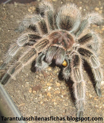 Tarántulas Chilenas : Grammostola porteri, mello-Leitao 1936