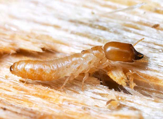 Arab Pest Control: A quick reference for Termites