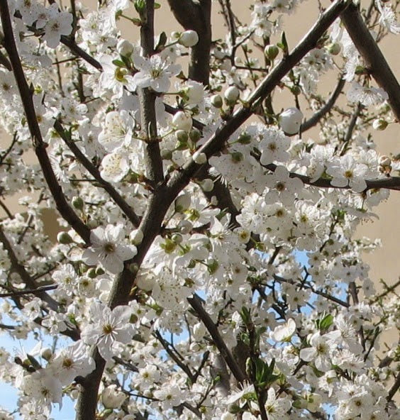 The Nature of My Memories: Canerik